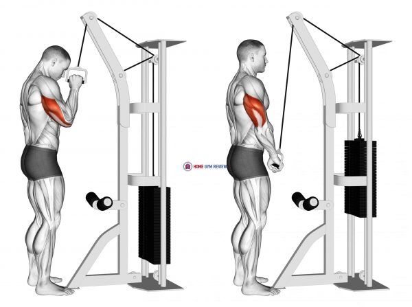 Cable One Arm Tricep Pushdown - Home Gym Review