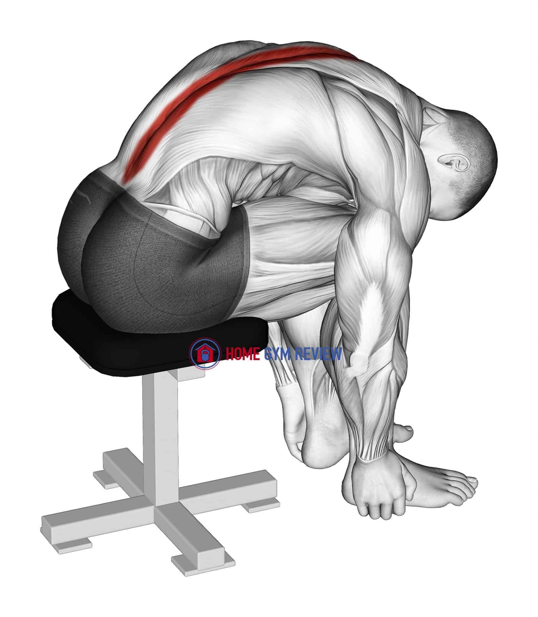 Sitting Lower Trunk Extensor Stretch - Home Gym Review