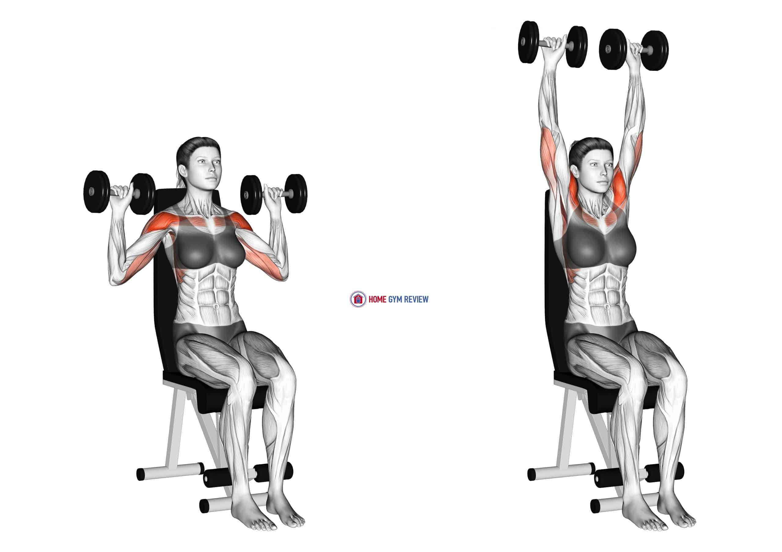 Dumbbell Seated Shoulder Press (female) - Home Gym Review
